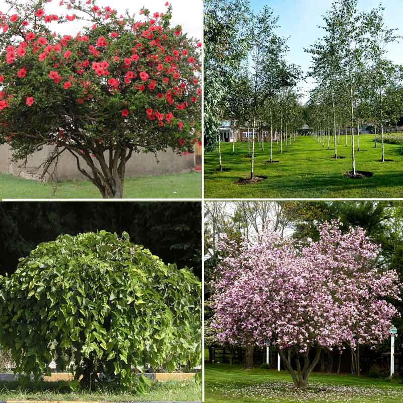 Voćne sadnice - Ruže Stablašice - Prodaja Sadnica - Rasadnik Tojkić