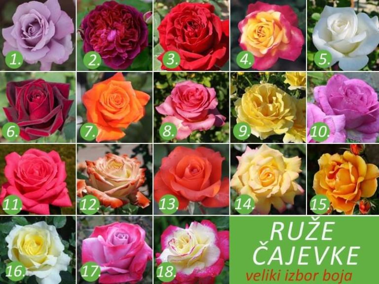 Ruže Čajevke - Voćne Sadnice Rasadnik Tojkić